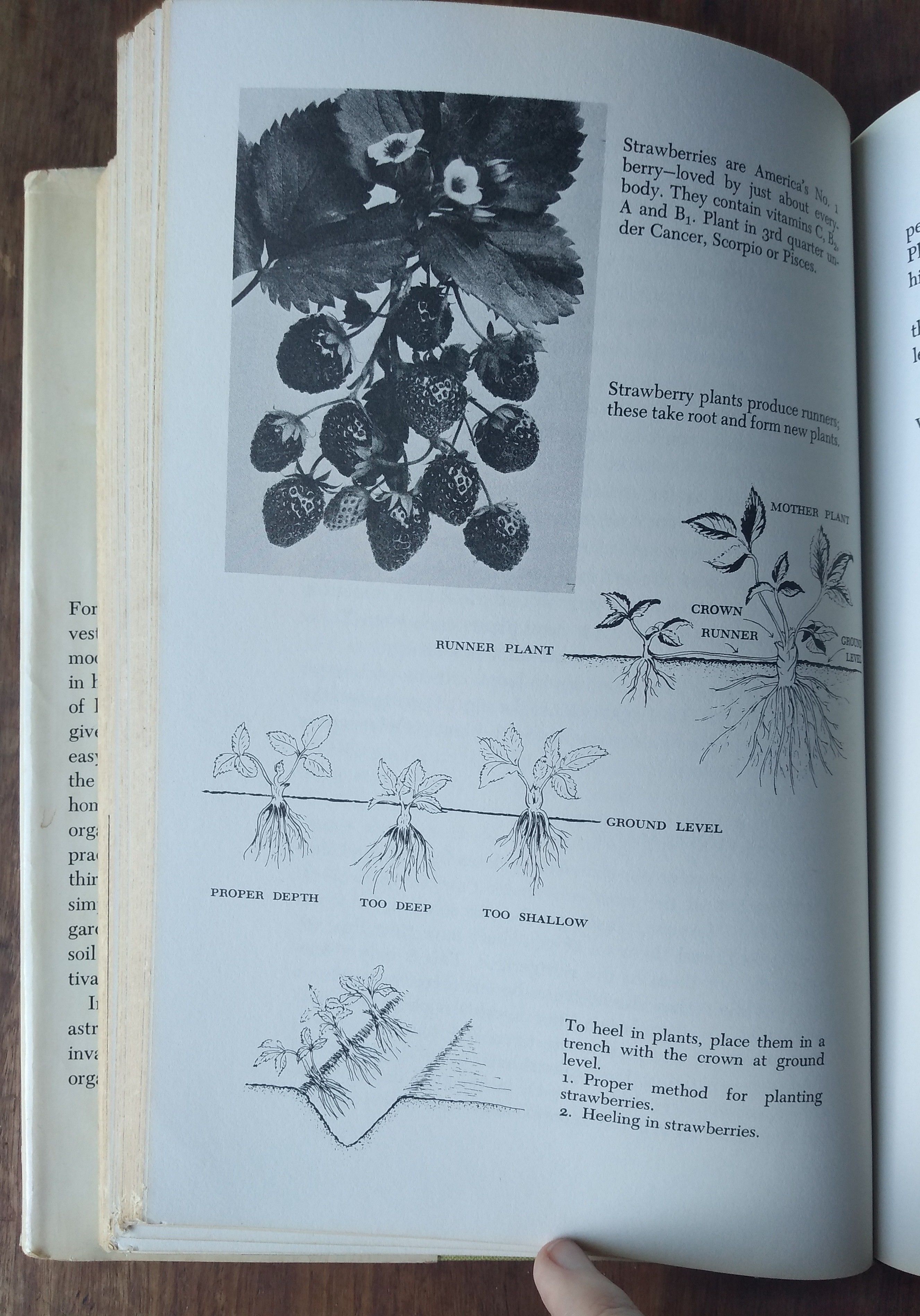 Zodiac planting guide 60 photos - Astrologytoyou.com