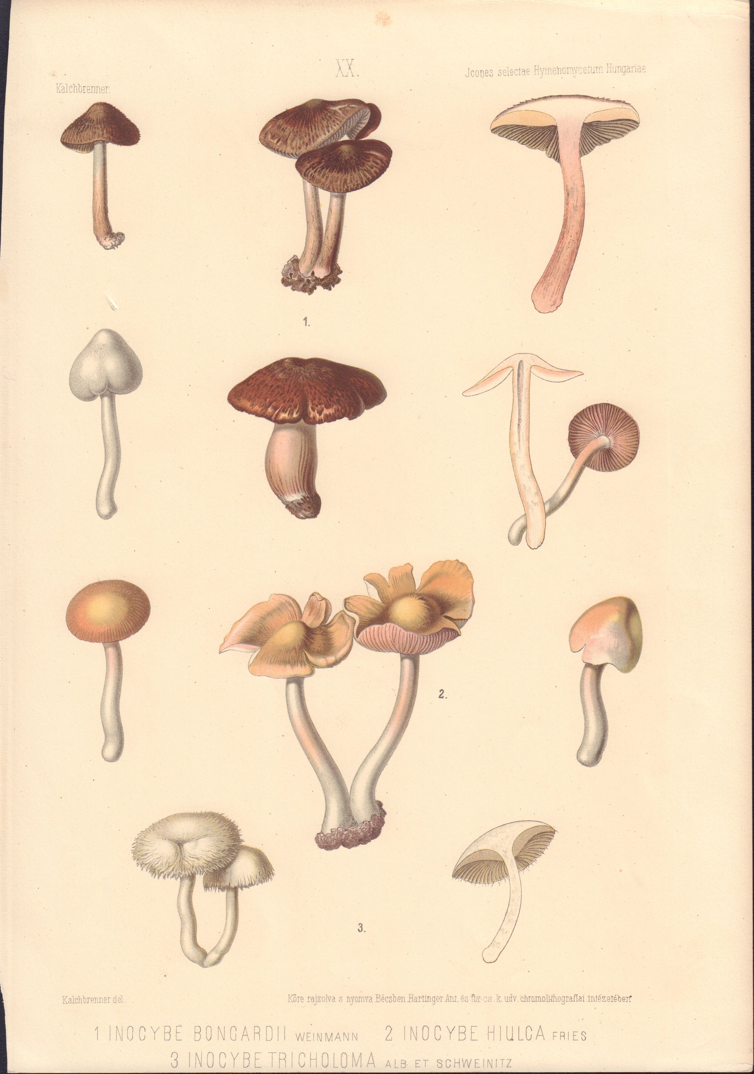 Inocybe bongardii, Inocybe hiulca, & Inocybe tricholoma mushrooms print ...