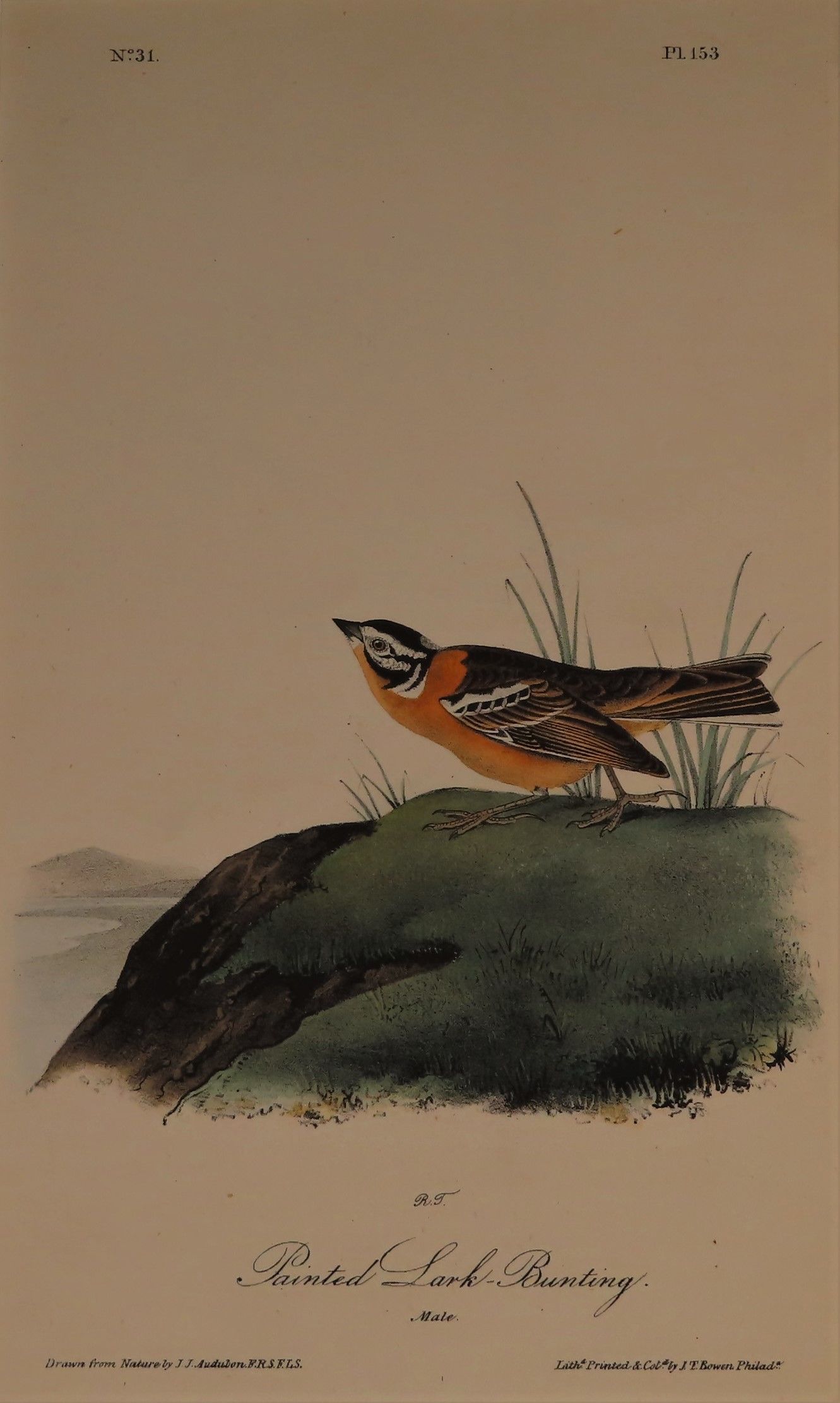 Painted Lark-Bunting