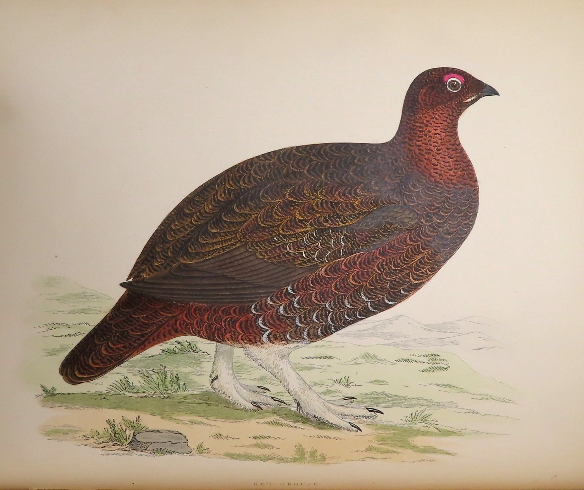 British Game Birds and Wildfowl. Illustrated with Sixty Coloured Plates.